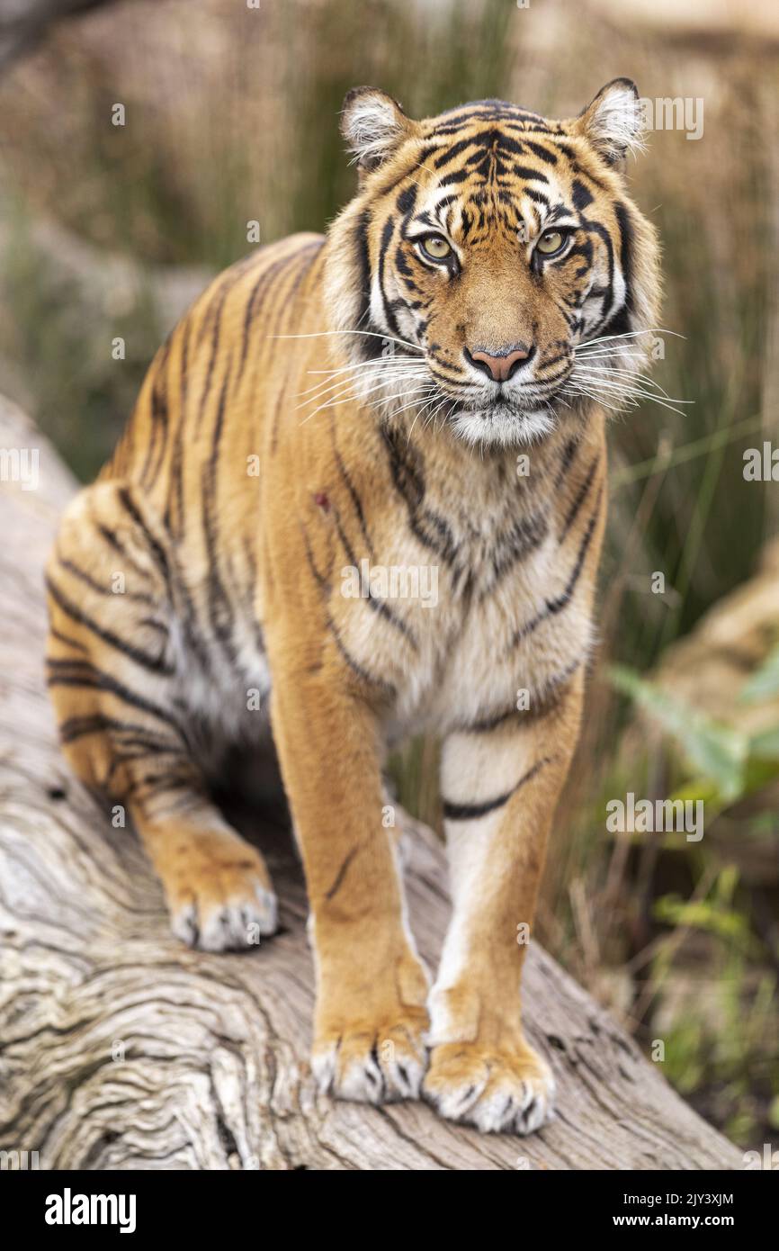 Indrah, a nine-year-old Sumatran Tiger is seen during International ...