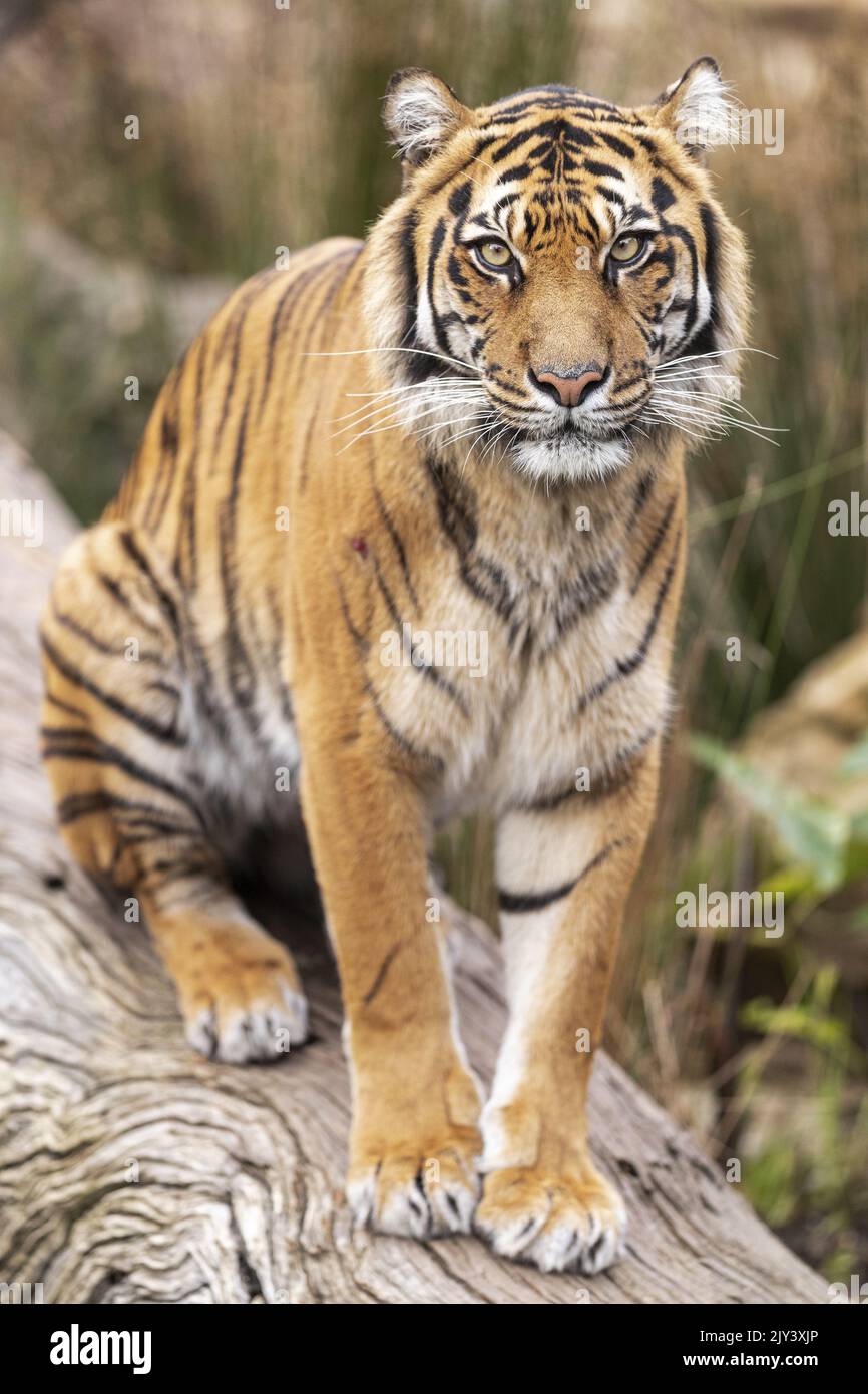 Indrah, a nine-year-old Sumatran Tiger is seen during International ...