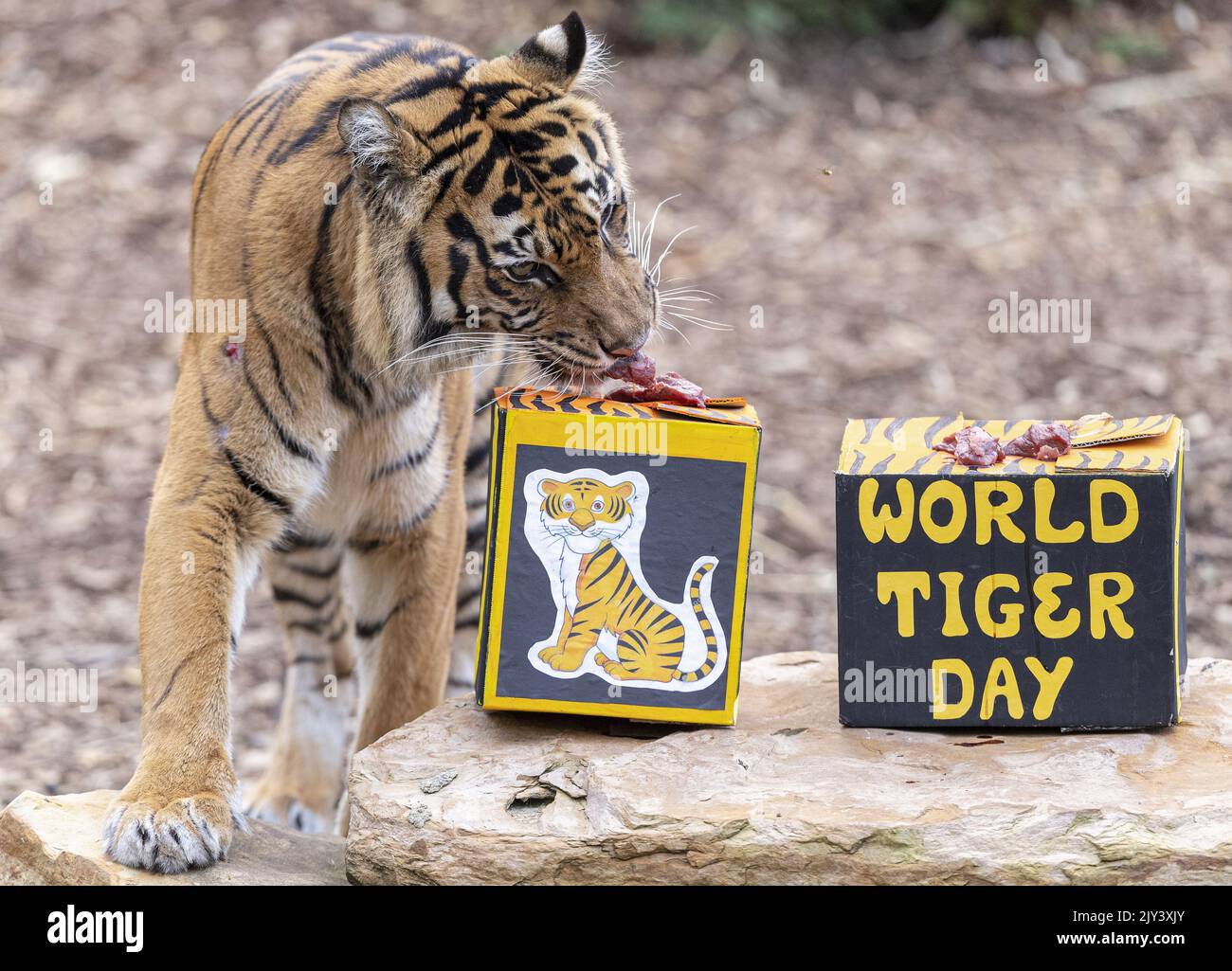 Indra The Tiger