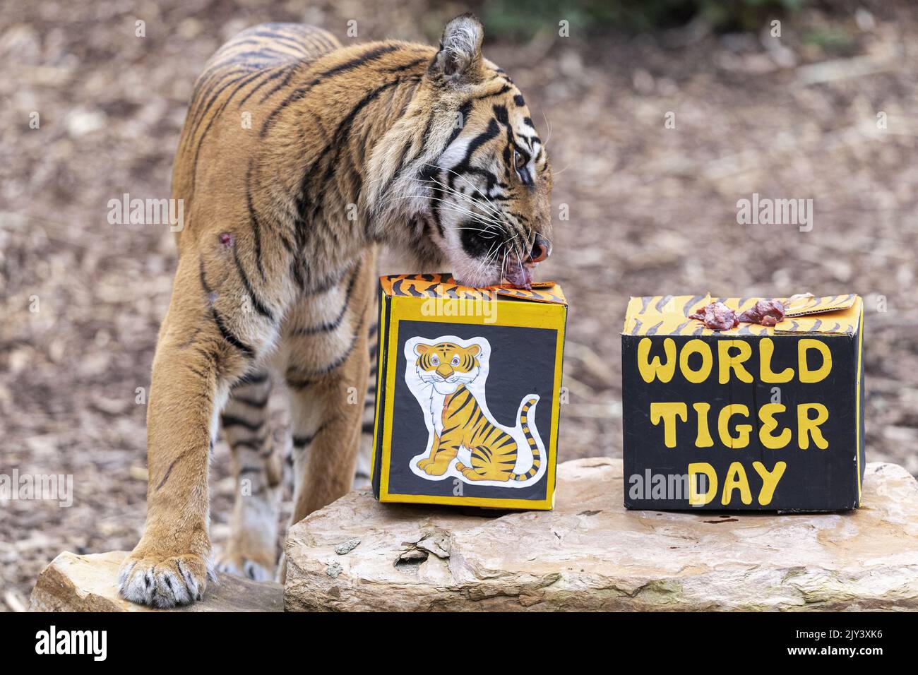 Indrah, a nine-year-old Sumatran Tiger is seen during International ...