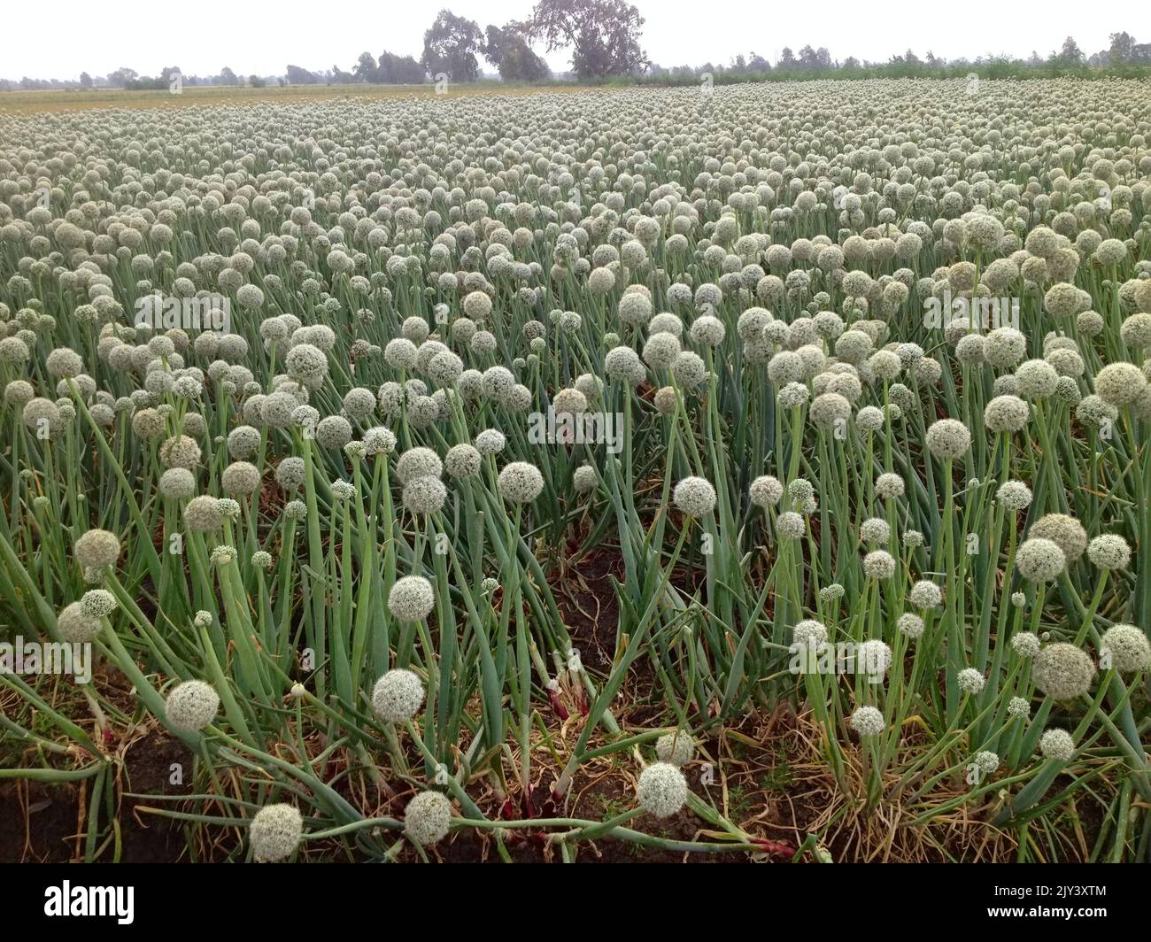 Onion Flowers' Field Stock Photo - Alamy