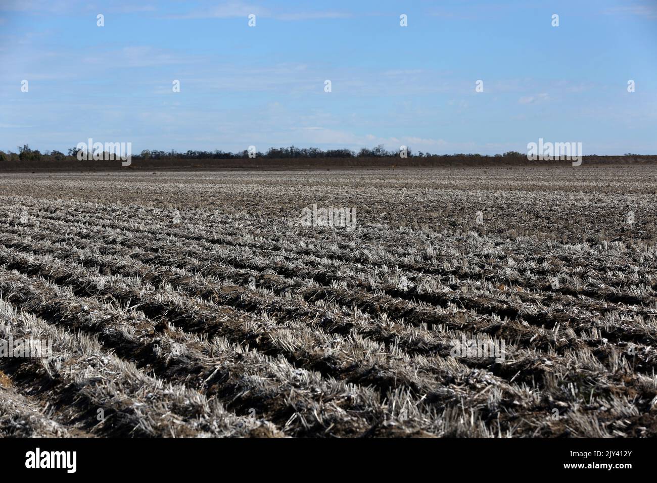 A cotton farm is seen just outside the drought-stricken NSW/QLD border ...