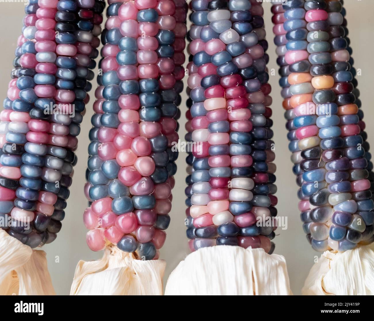 Zea Mays gem glass cobs of corn, also known as calico, flint or fiesta ...