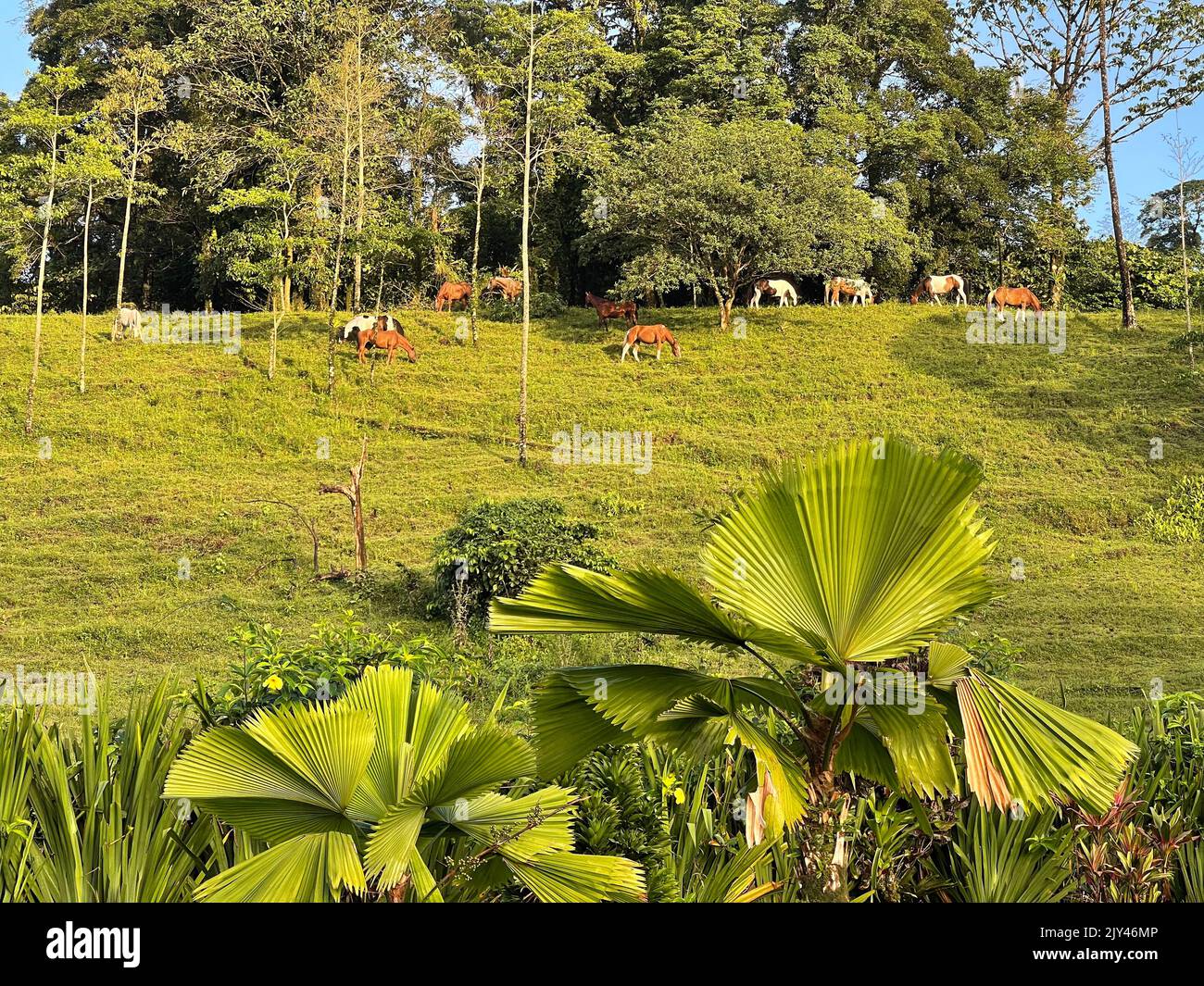 Amazing landscapes of Costa Rica Views of Costa Rica Stock Photo - Alamy