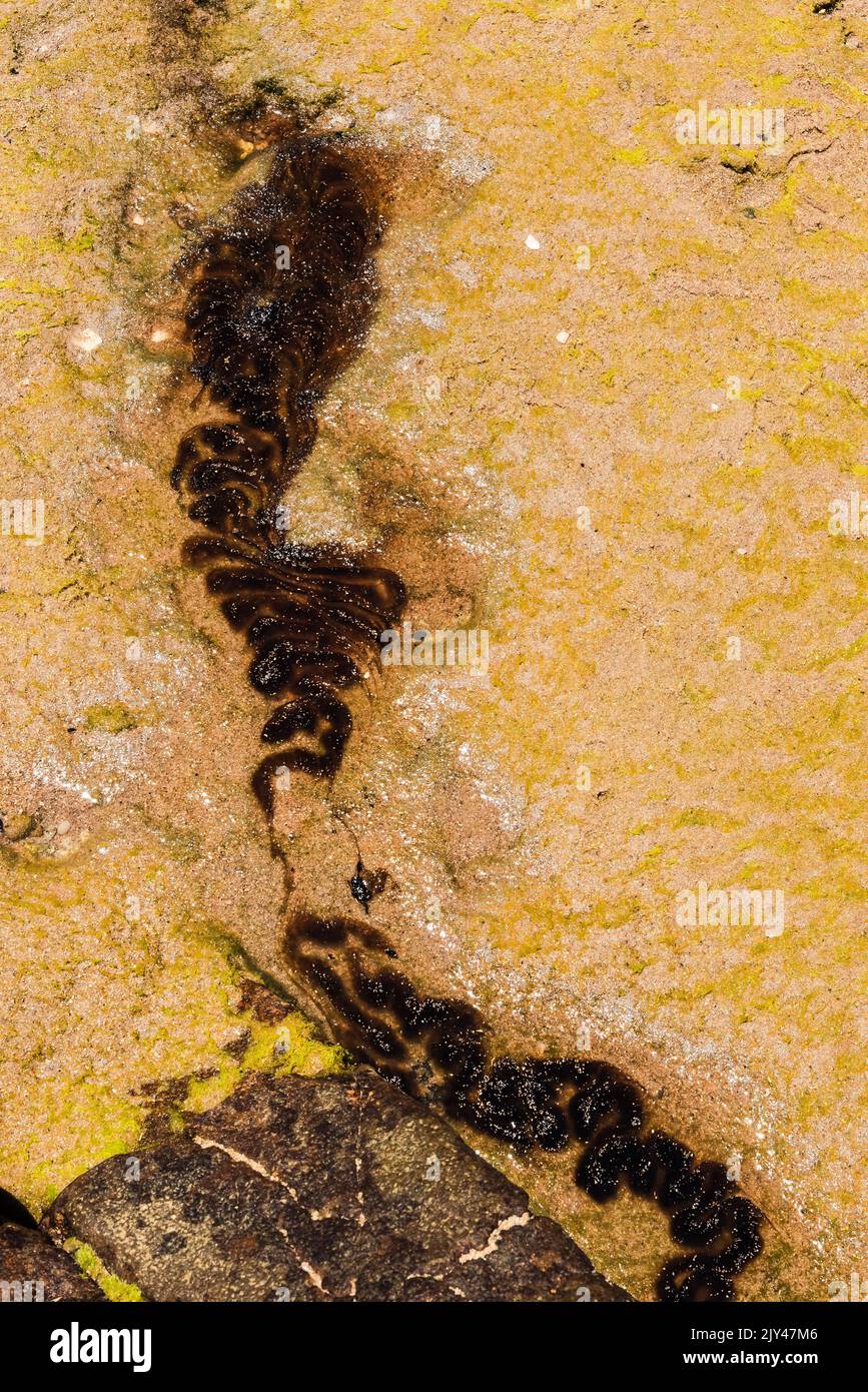 The sea beach and the rocks are polluted with oil. A crude oil spill in ...