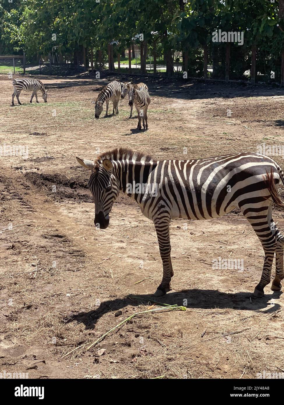 Zebras at the Zoo in Costa Rica Stock Photo - Alamy