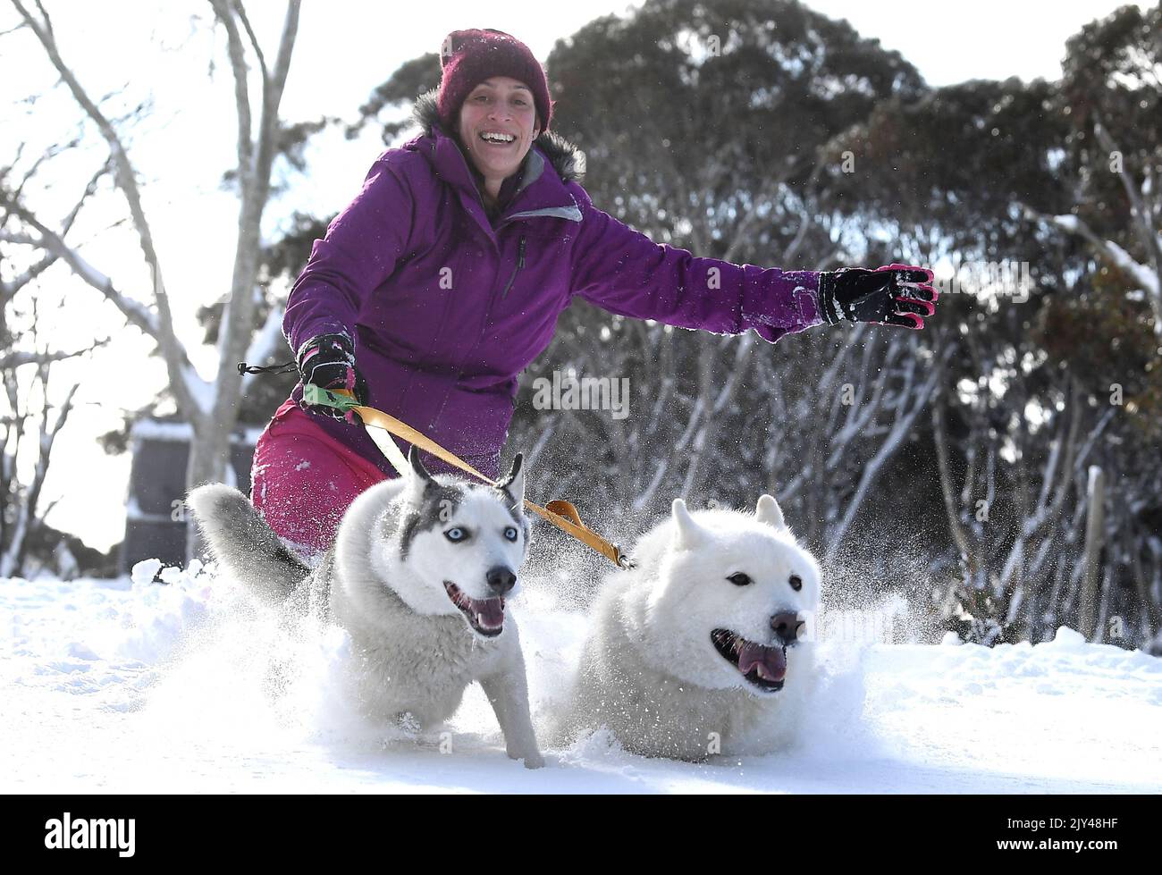 Briar Sutherland arrives at the Dinner Plain Dog Sled Challenge in with ...