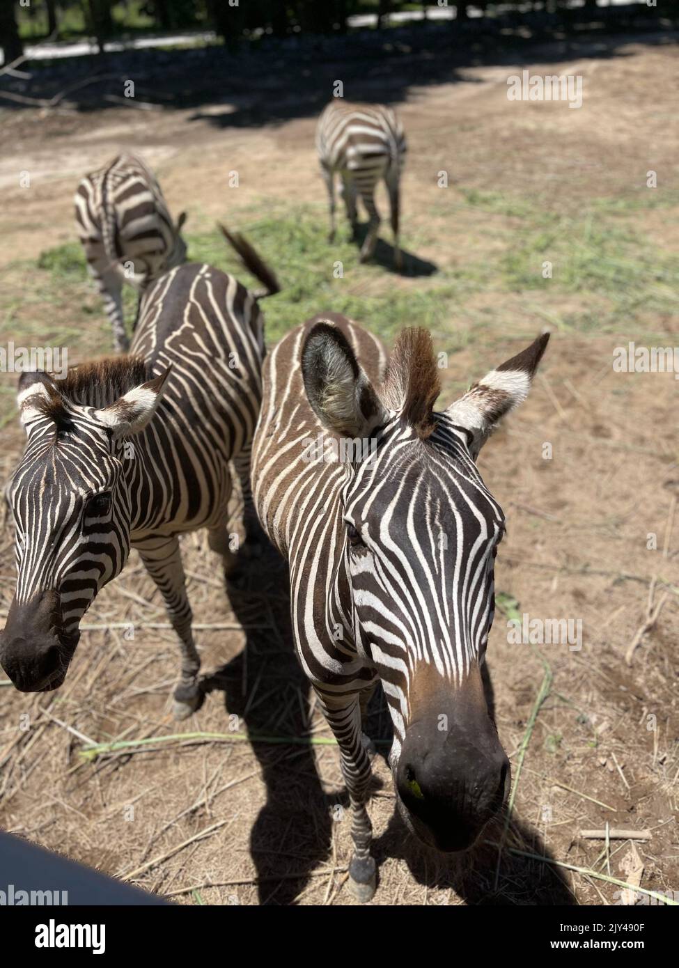 Zebras at the Zoo in Costa Rica Stock Photo - Alamy