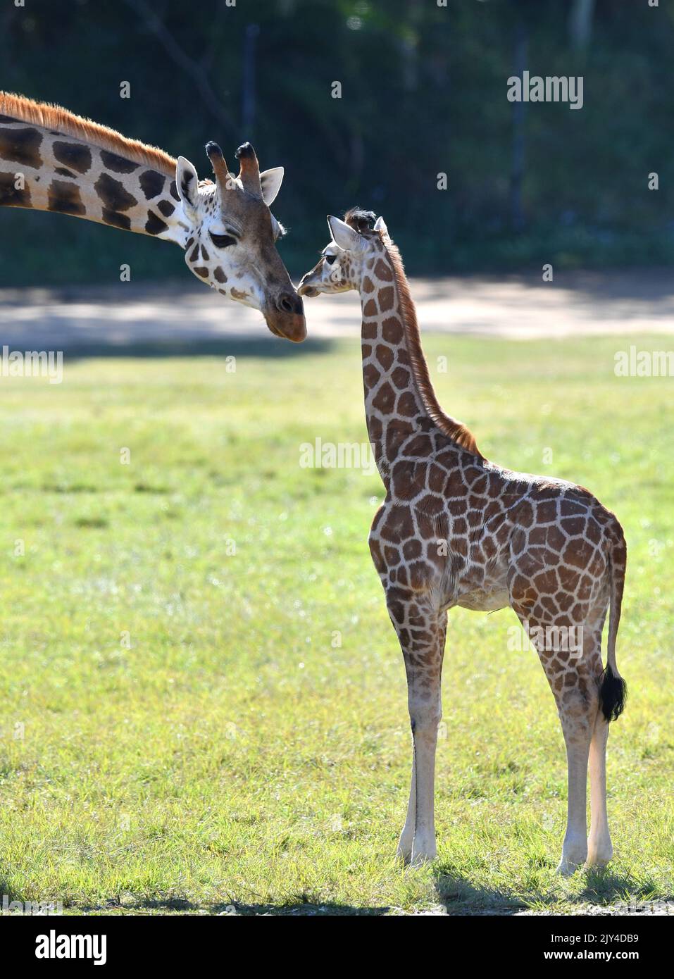 45 day old Noodle (right) the giraffe is seen with his mother Sally ...