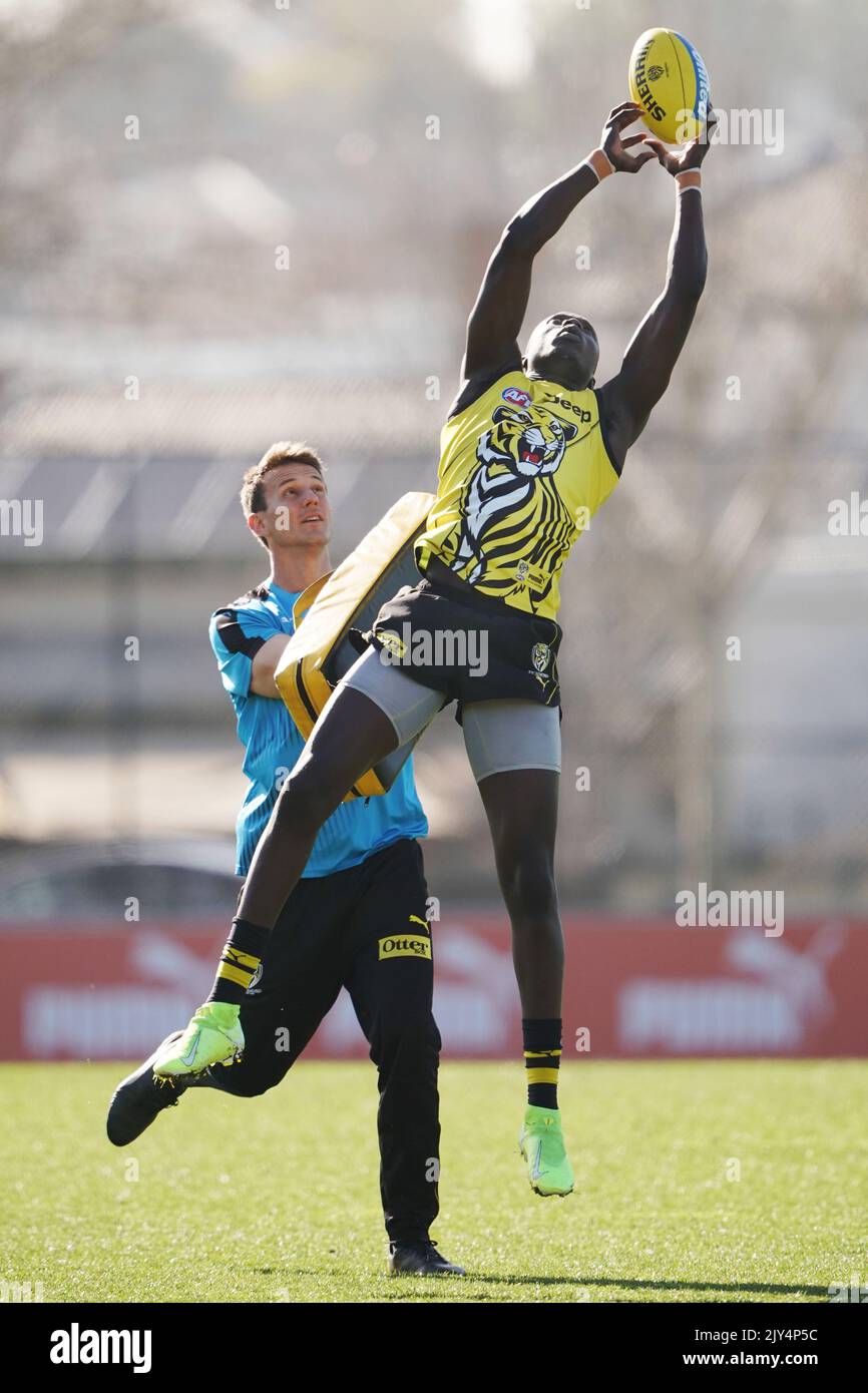 Mabior Chol of the Tigers marks the ball with pressure from ruck coach ...