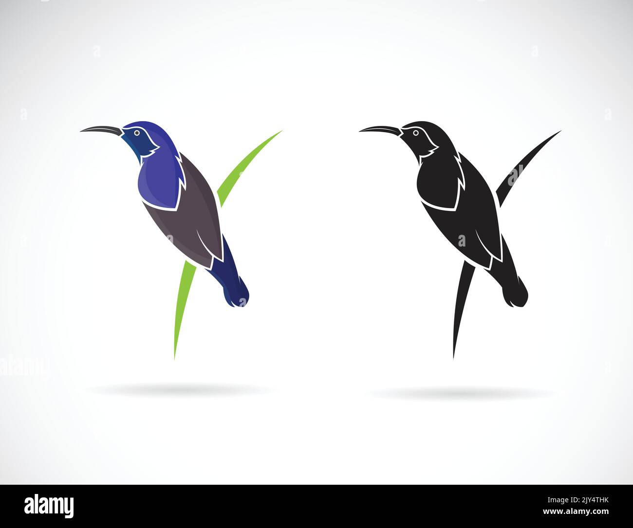 Beautiful sunbird Stock Vector Images - Alamy
