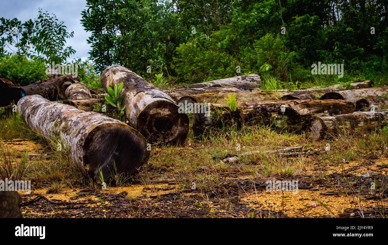 Borneo tropical hardwood stacked in log yard. Agricultural background ...