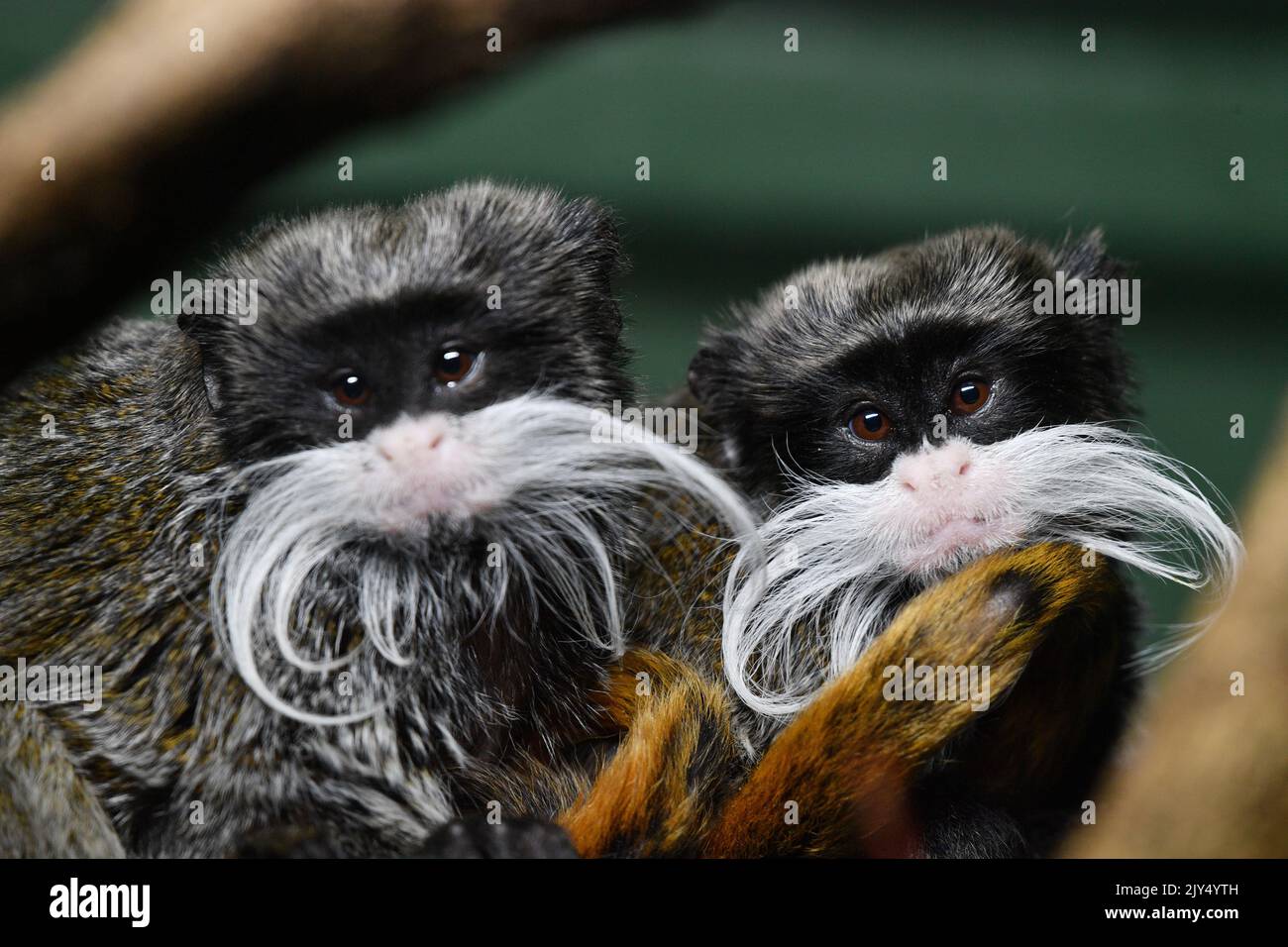 A pair of Emperor Tamarin are seen at the Adelaide Zoo in Adelaide ...