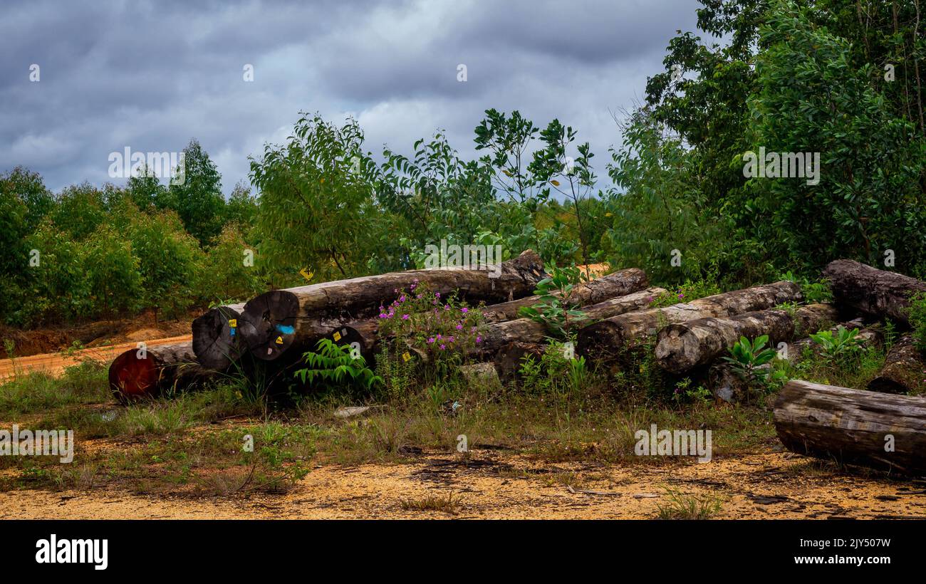 Borneo tropical hardwood stacked in log yard. Agricultural background ...