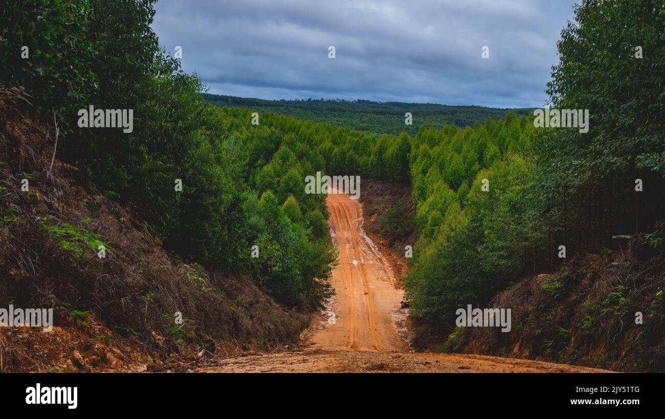 Dirt road crossing Eucalyptus plantation at Kutai Timur, Indonesia ...