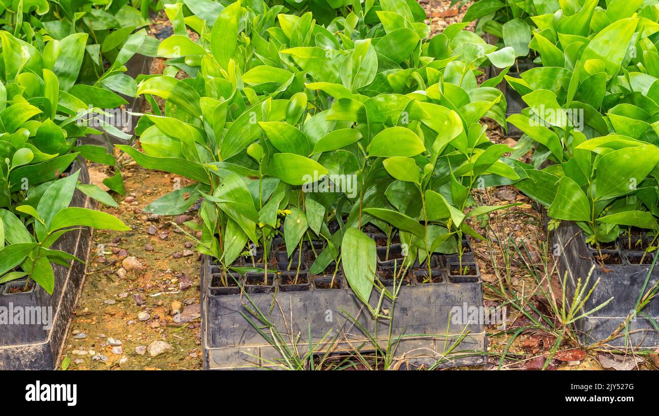 Acacia tree seedlings growing in plantation nursery facility ...