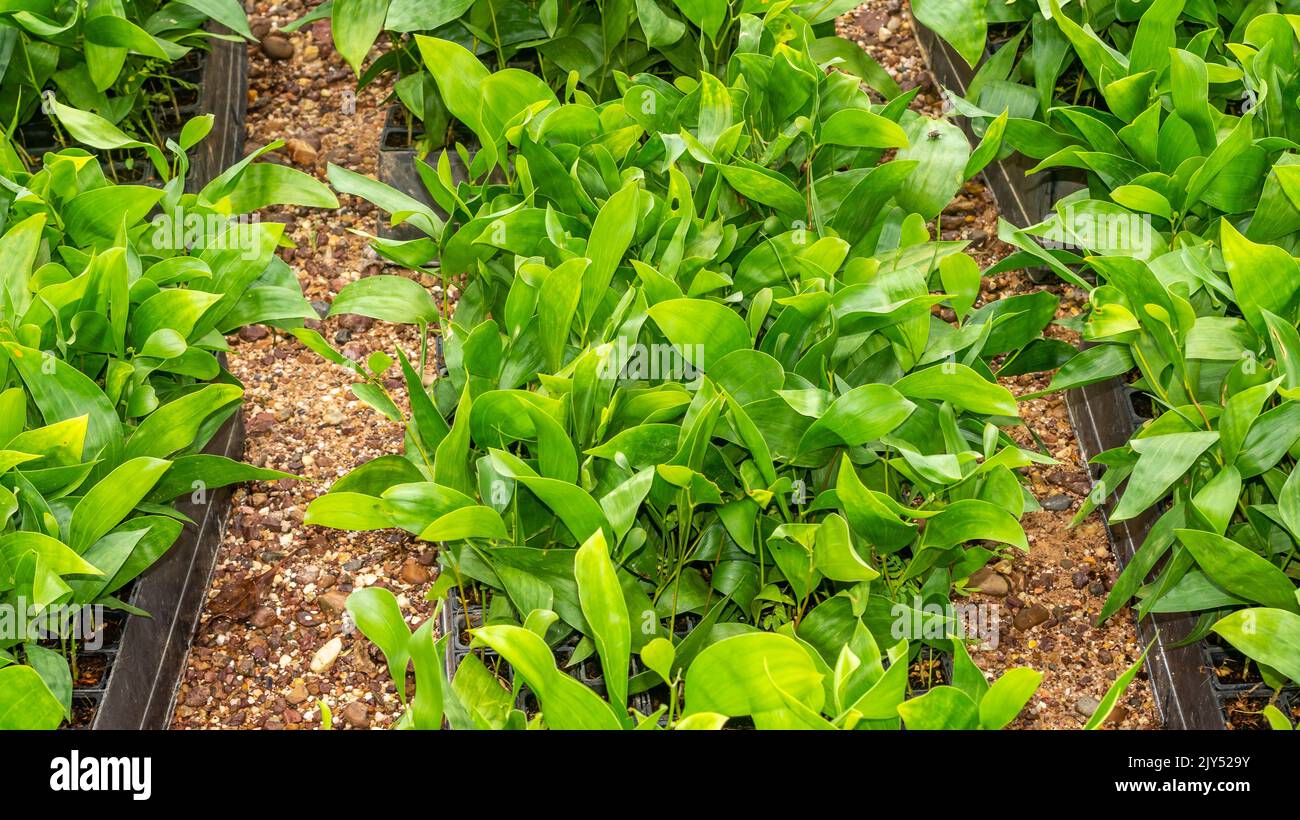 Acacia tree seedlings growing in plantation nursery facility ...
