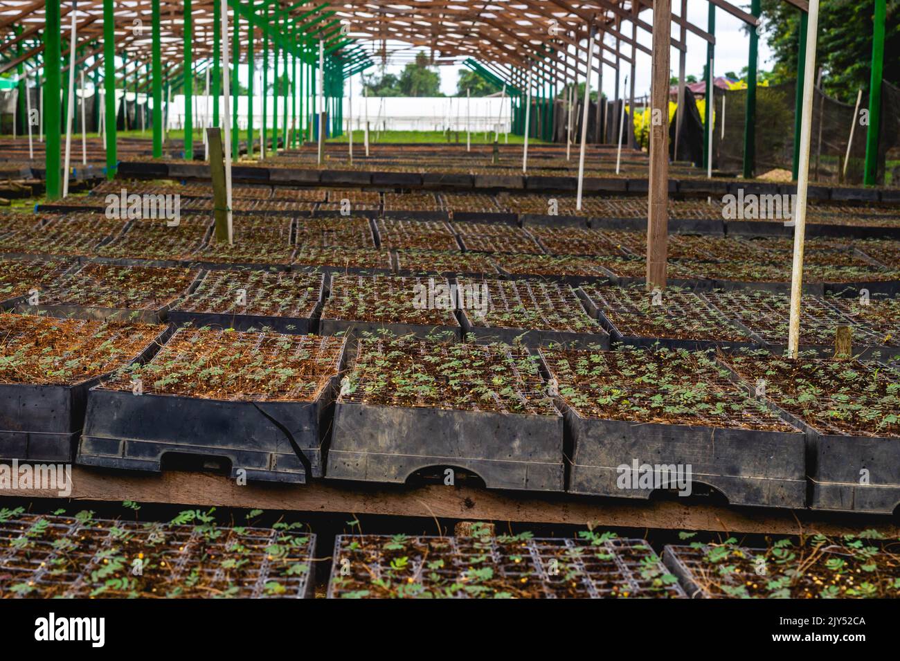 Acacia tree seedlings growing in plantation nursery facility ...
