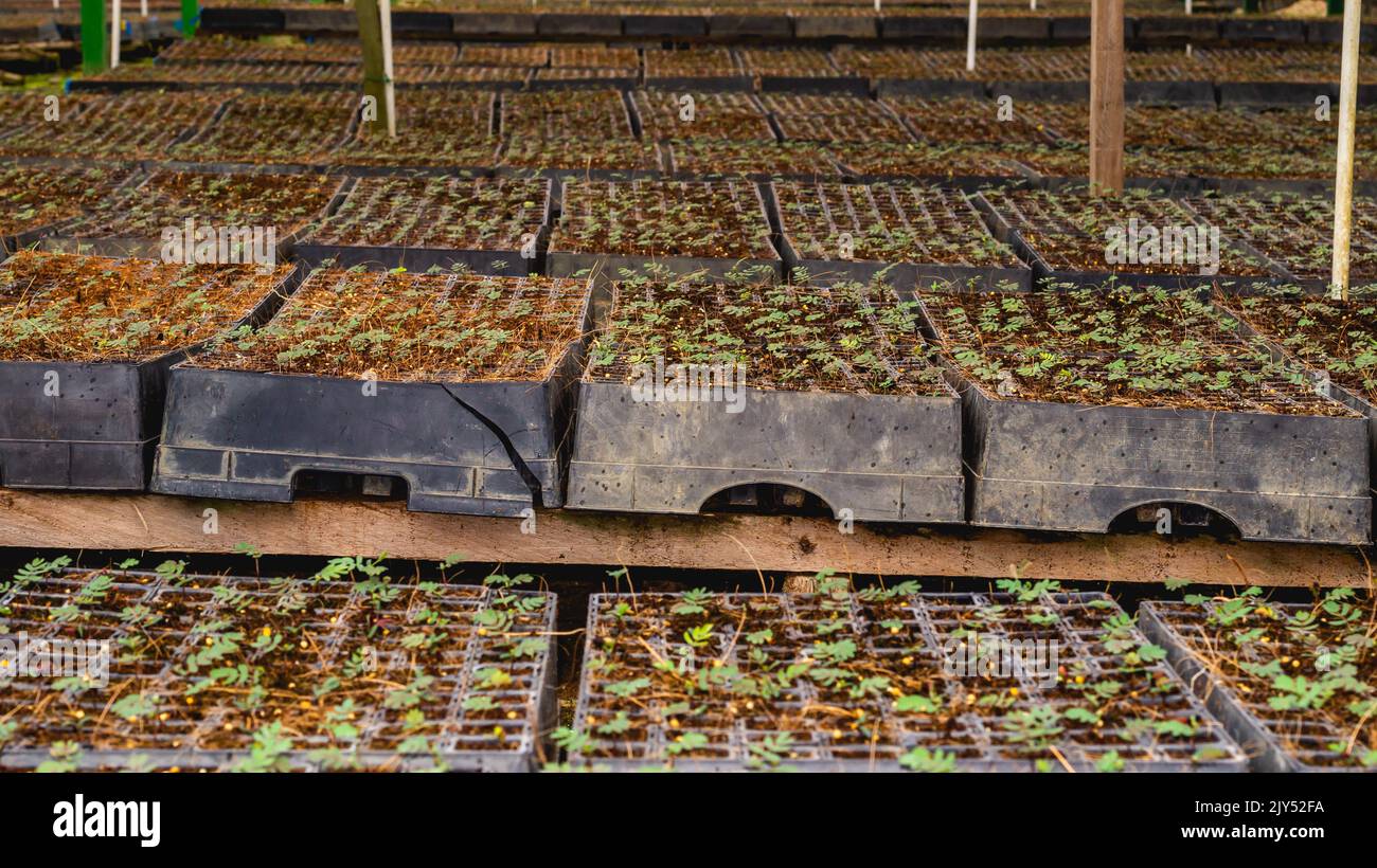 Acacia tree seedlings growing in plantation nursery facility ...