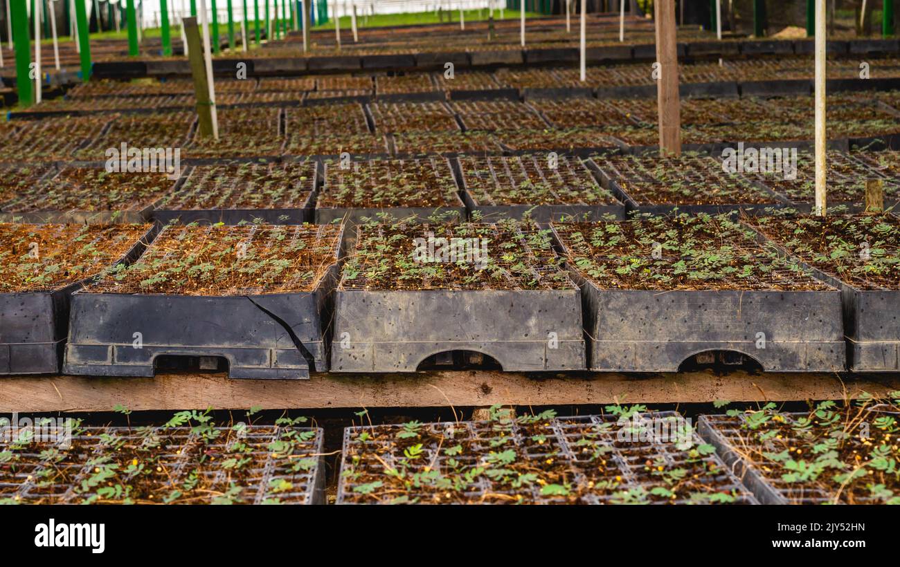 Acacia tree seedlings growing in plantation nursery facility ...