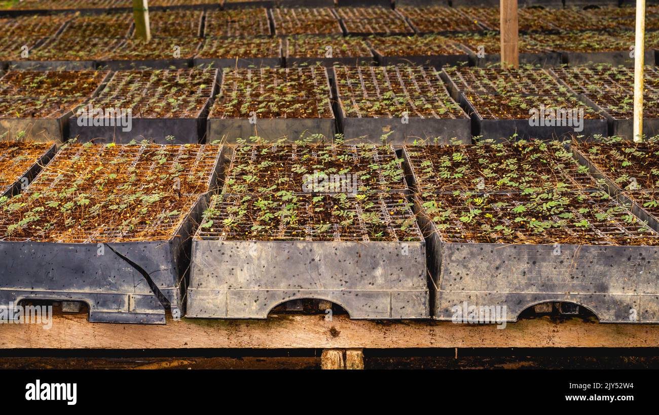 Acacia tree seedlings growing in plantation nursery facility ...