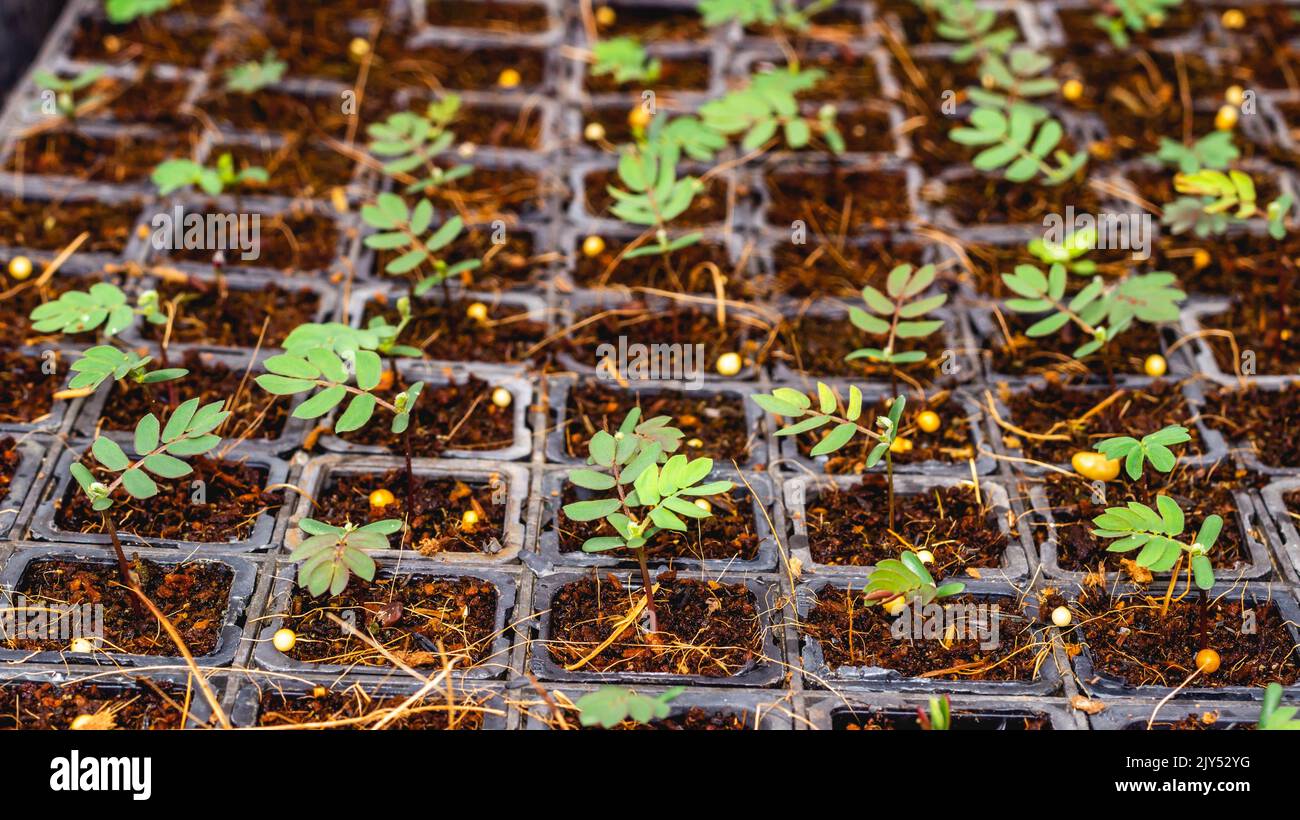 Acacia tree seedlings growing in plantation nursery facility ...