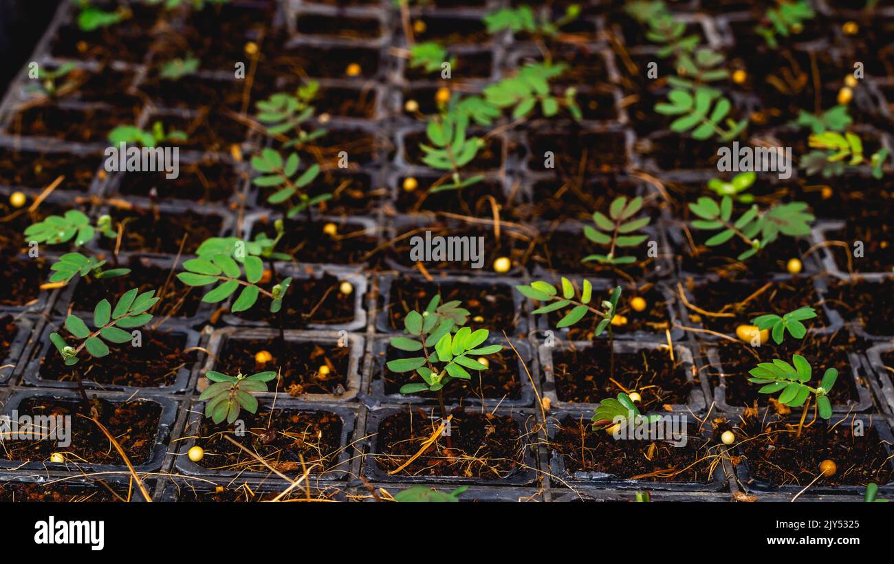 Acacia tree seedlings growing in plantation nursery facility ...