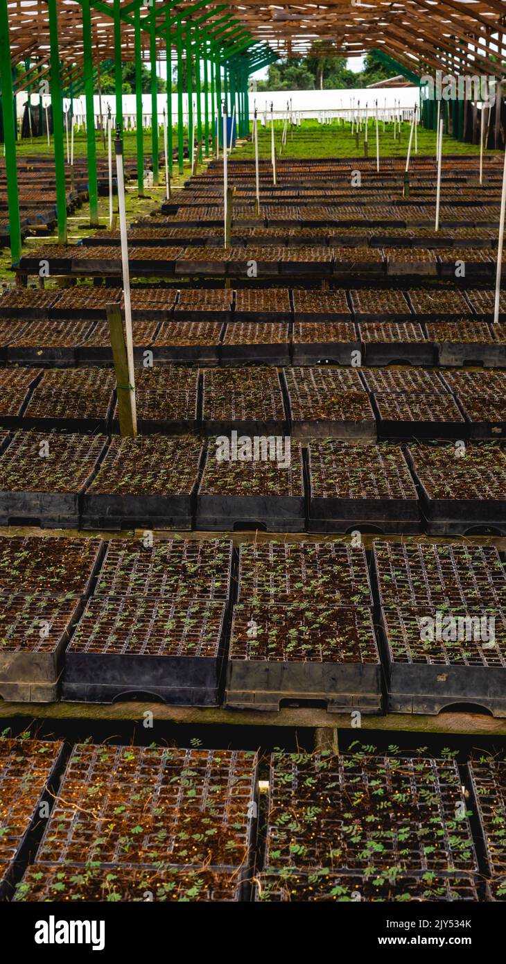 Acacia tree seedlings growing in plantation nursery facility ...