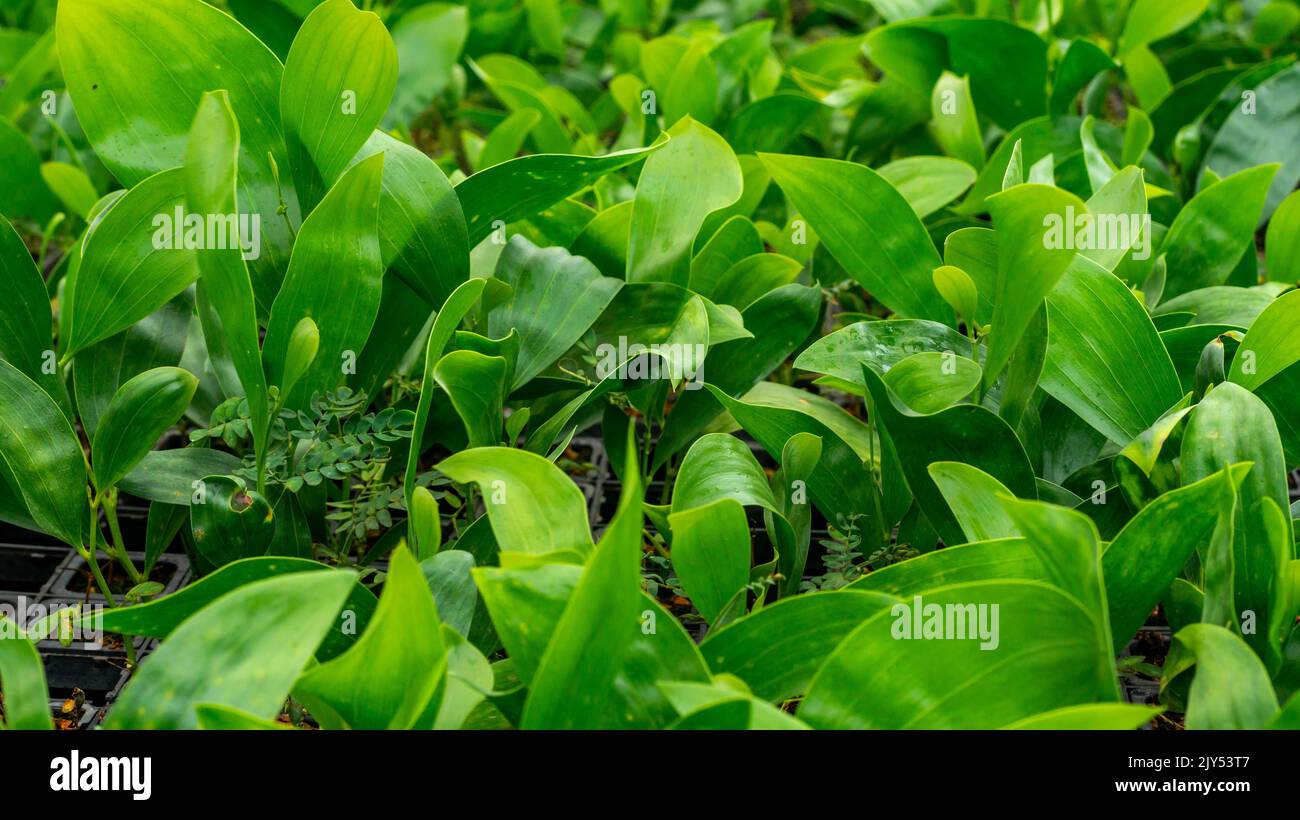 Acacia tree seedlings growing in plantation nursery facility ...