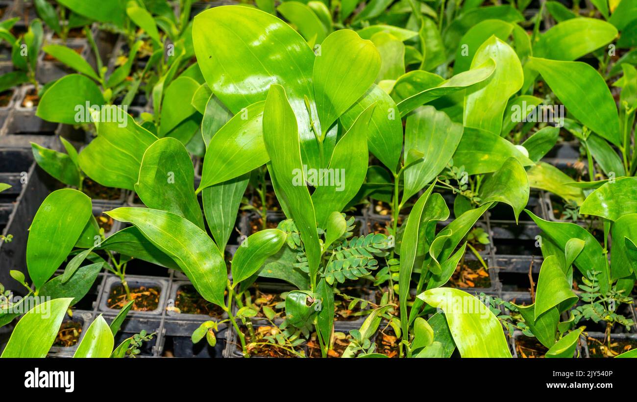 Acacia tree seedlings growing in plantation nursery facility ...