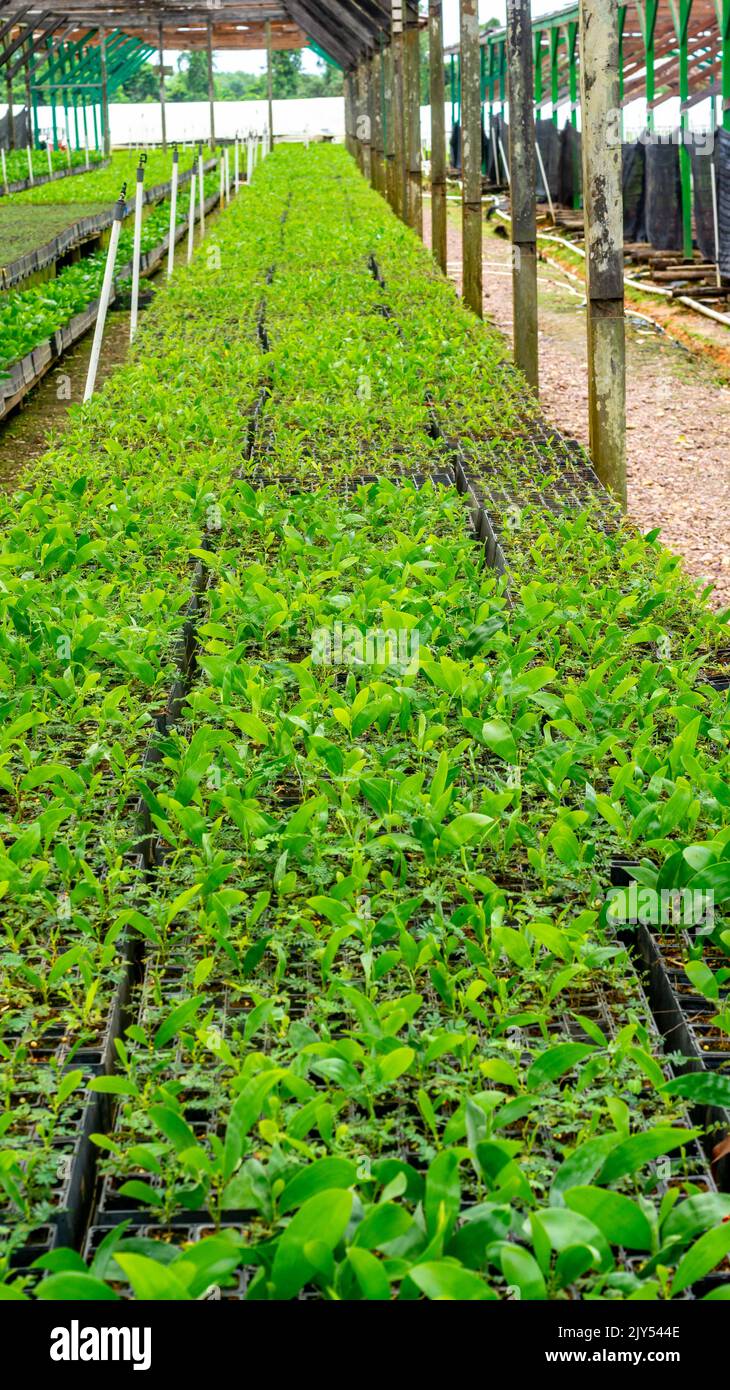 Acacia tree seedlings growing in plantation nursery facility ...