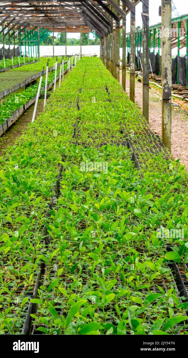 Acacia tree seedlings growing in plantation nursery facility ...