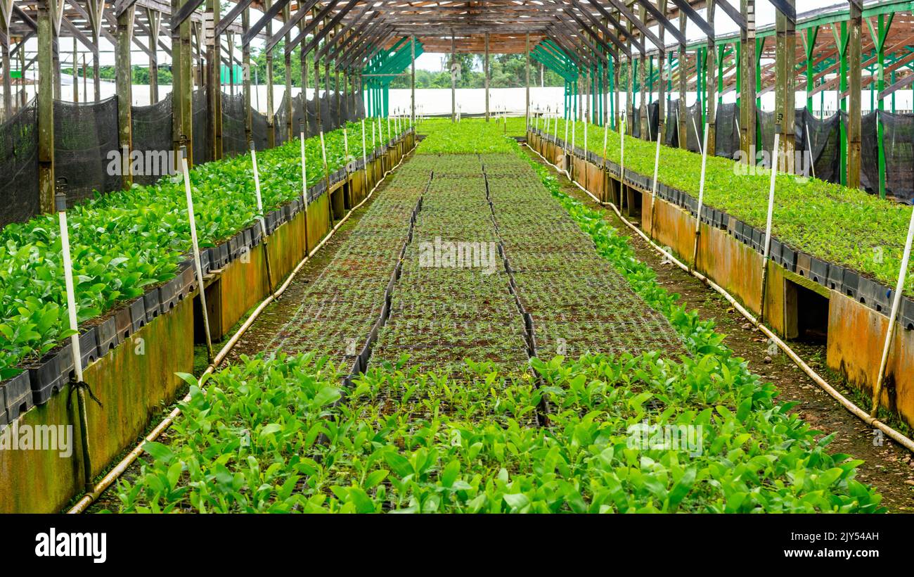 Acacia tree seedlings growing in plantation nursery facility ...