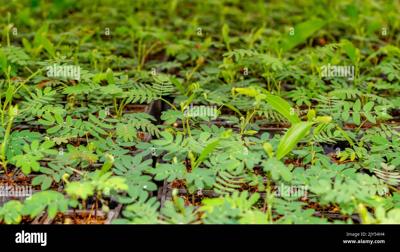 Acacia tree seedlings growing in plantation nursery facility ...