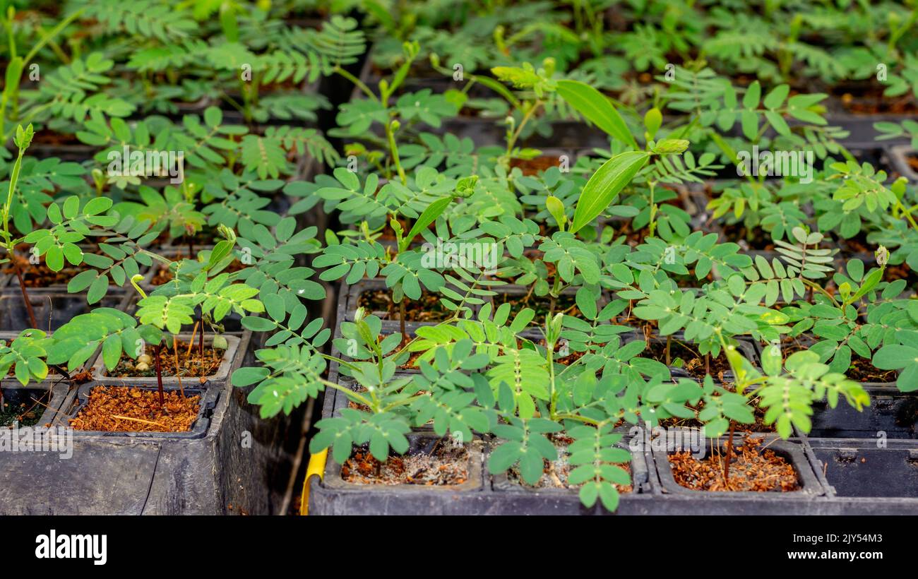 Acacia tree seedlings growing in plantation nursery facility. Agricultural background Stock ...