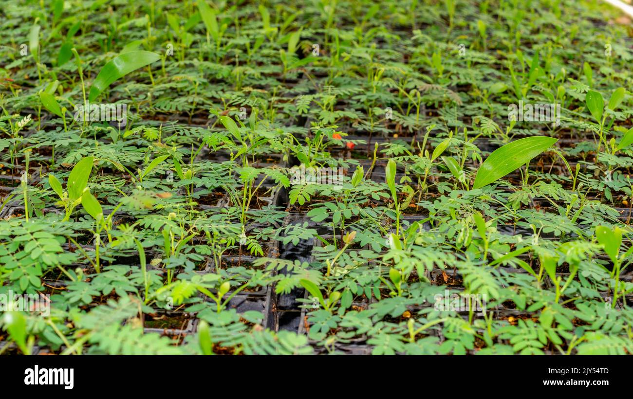 Acacia tree seedlings growing in plantation nursery facility ...