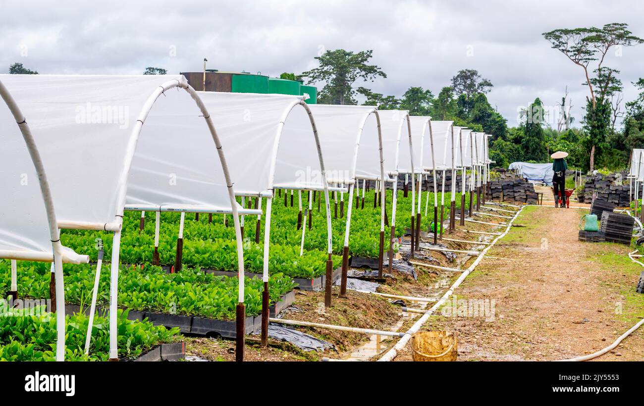 Acacia tree seedlings growing in plantation nursery facility ...