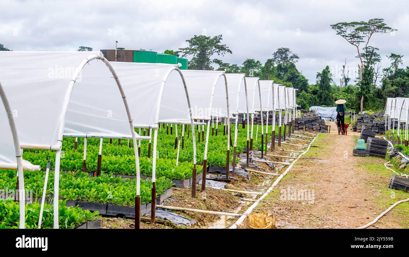 Acacia tree seedlings growing in plantation nursery facility ...