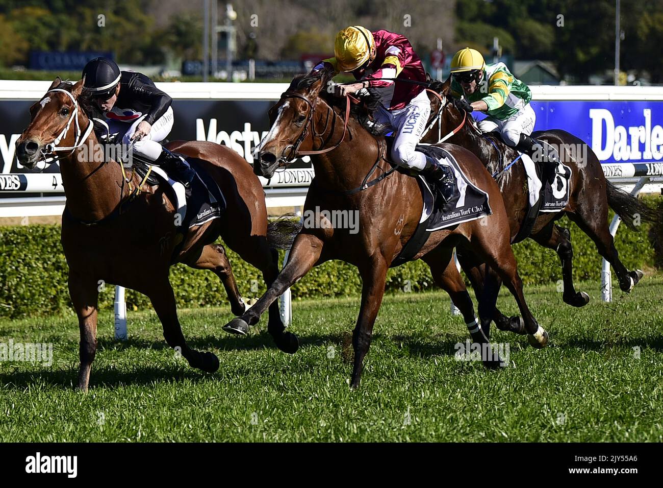 Jockey Chris Williams riding Royal Witness wins race 3, the Australian ...
