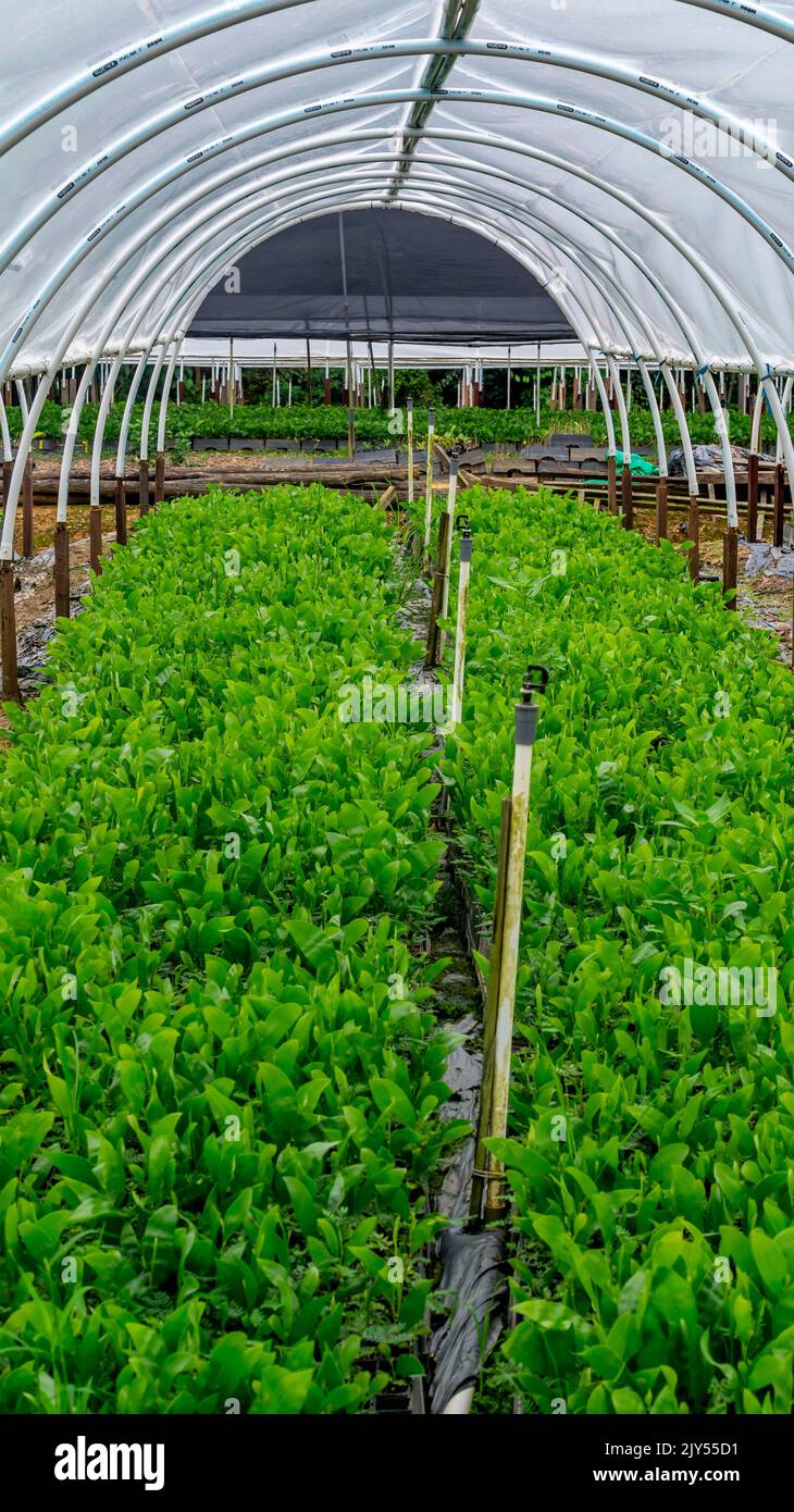Acacia tree seedlings growing in plantation nursery facility ...