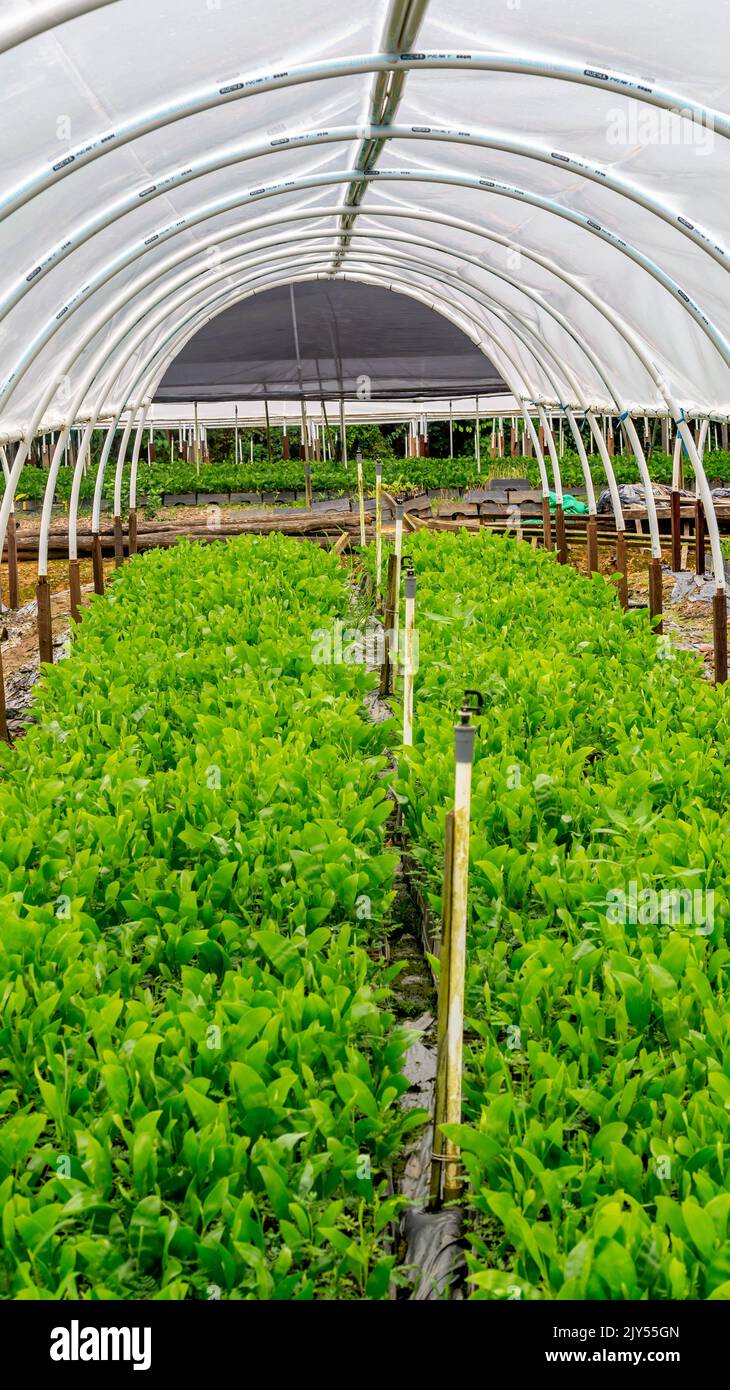 Acacia tree seedlings growing in plantation nursery facility ...