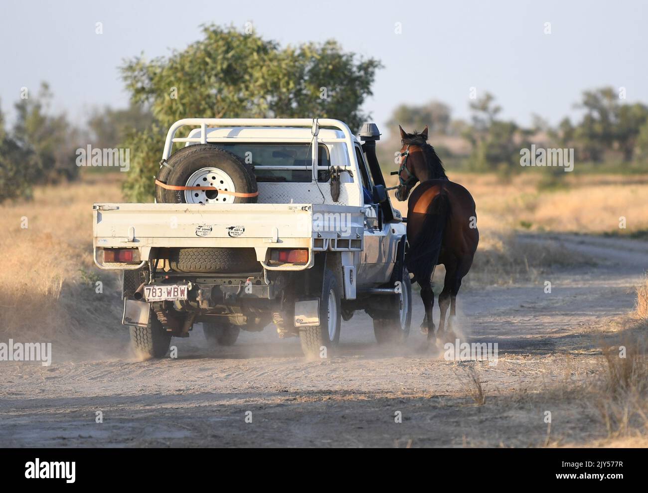 A trainer exercises his horse ahead of the first day of the Birdsville ...