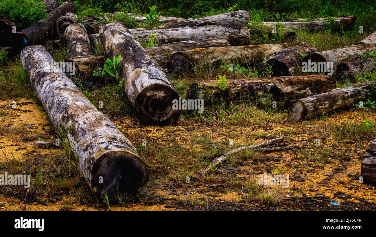 Borneo tropical hardwood stacked in log yard. Agricultural background ...