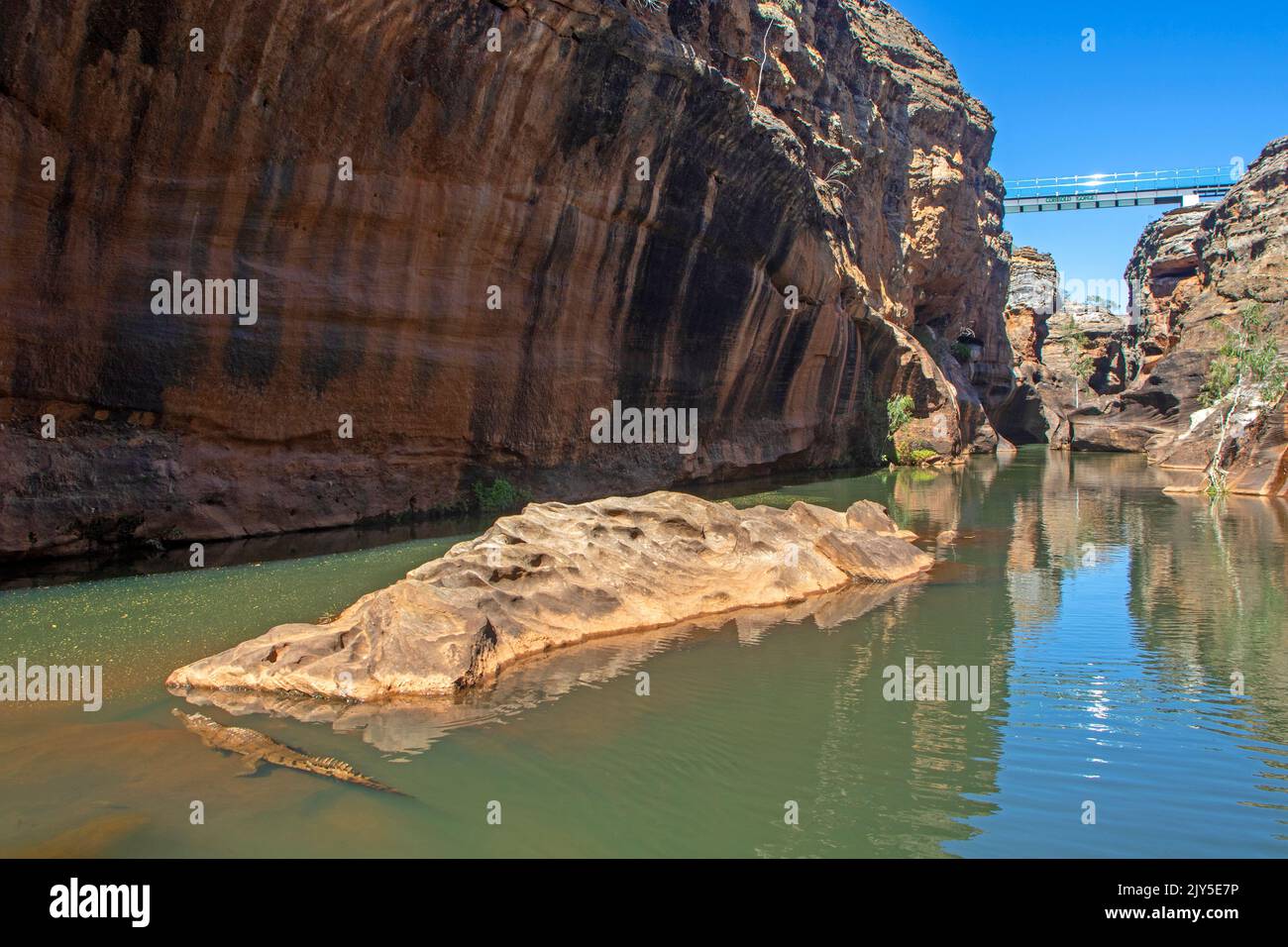 Freshwater crocodile in Cobbold Gorge Stock Photo - Alamy
