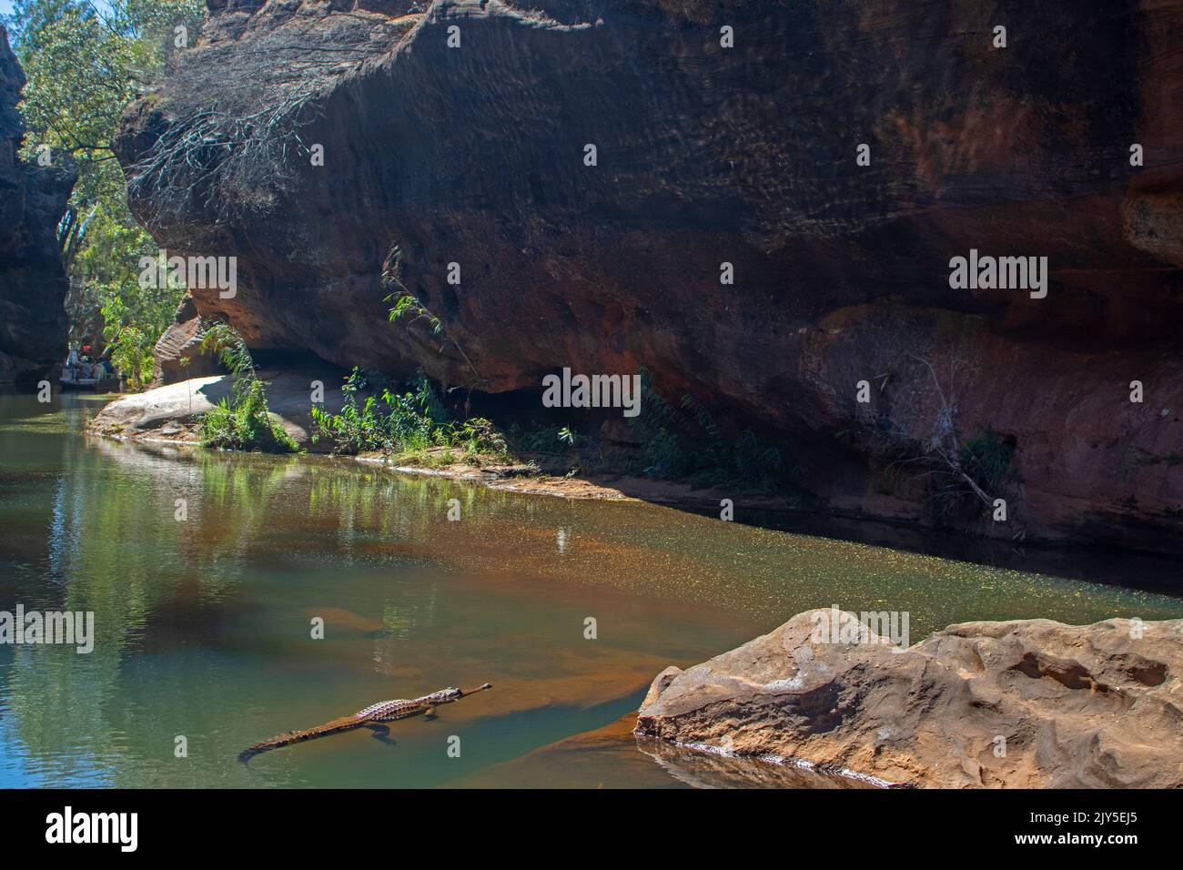 Freshwater crocodile in Cobbold Gorge Stock Photo - Alamy