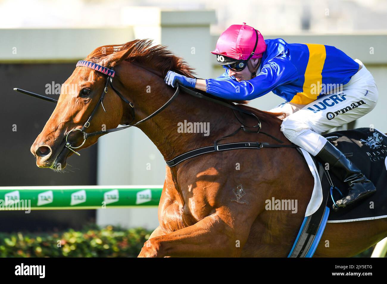 Jockey James Orman rides Gem Of Scotland to victory in race 7, the QTIS ...