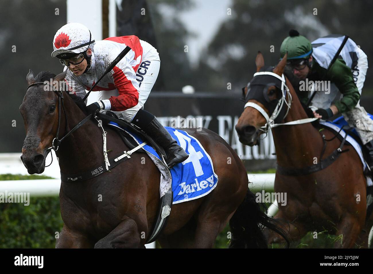 Rachel King rides Grand Piano to victory in Race 2, the Darley Plate ...