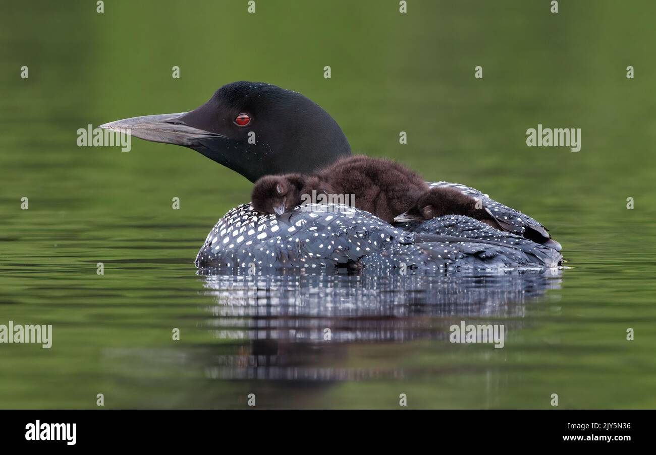 Common loons on a lake at sunrise Stock Photo - Alamy