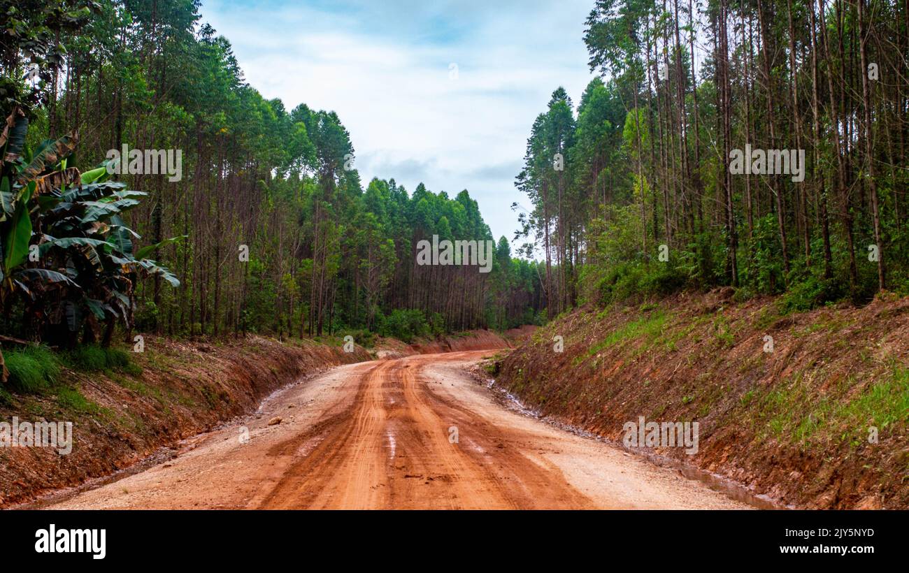 Dirt road crossing Eucalyptus plantation at Kutai Timur, Indonesia ...