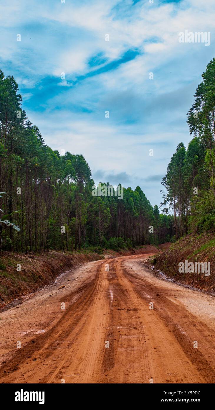 Dirt road crossing Eucalyptus plantation at Kutai Timur, Indonesia ...